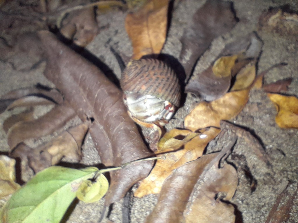 Ecuadorian Hermit Crab from Purio, Provincia de Los Santos, Panamá on ...