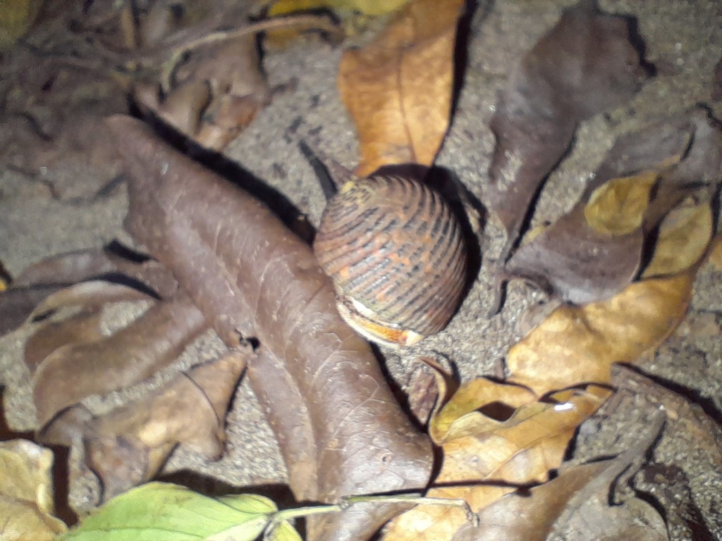 Ecuadorian Hermit Crab from Purio, Provincia de Los Santos, Panamá on ...