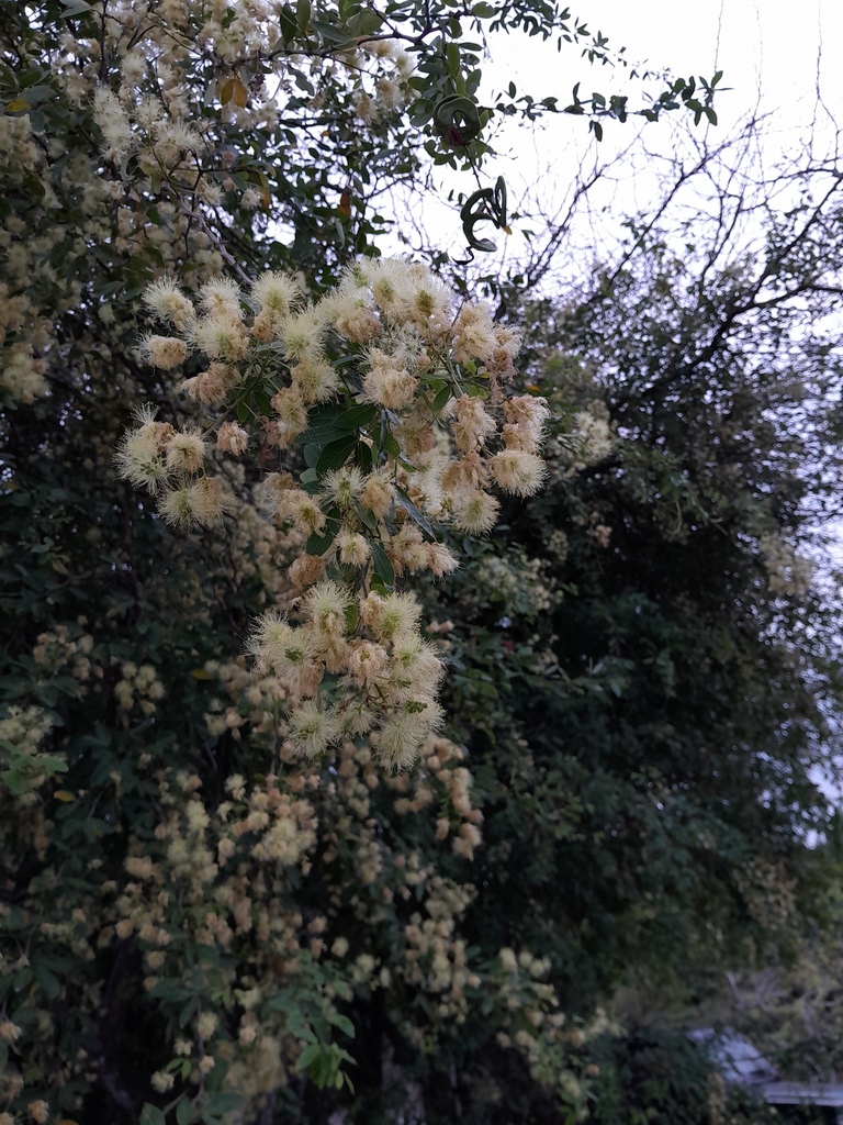 Texas Ebonies from Purio, Provincia de Los Santos, Panamá on December ...