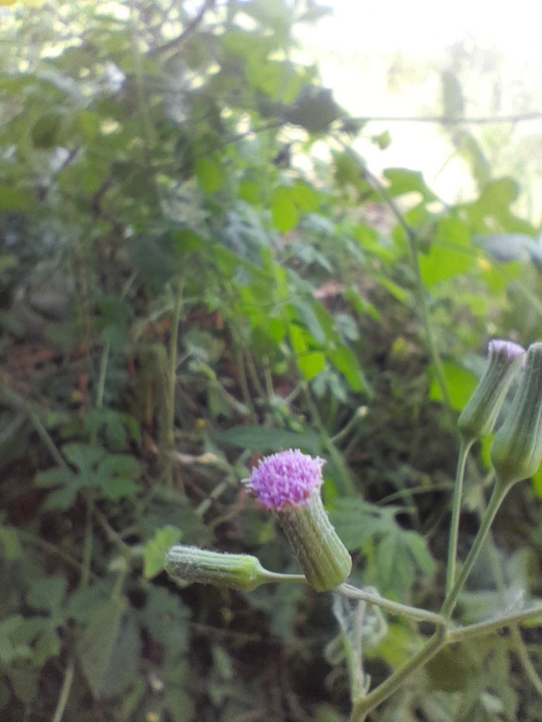 Irish Poet from Purio, Provincia de Los Santos, Panamá on December 10 ...