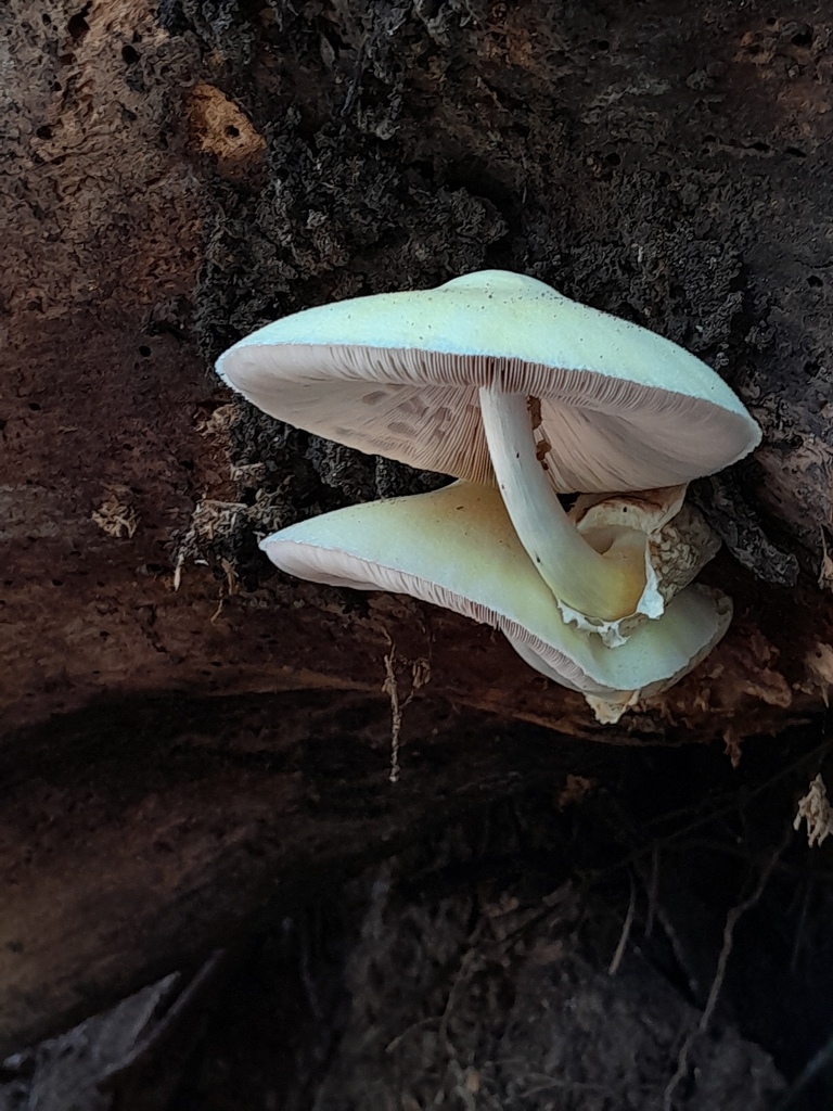 Silky Rosegill from Purio, Provincia de Los Santos, Panamá on December ...