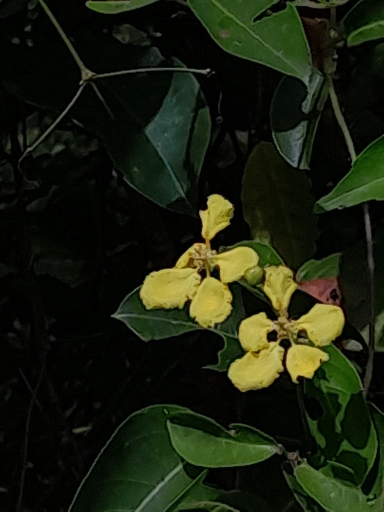 flowering plants from Purio, Provincia de Los Santos, Panamá on ...