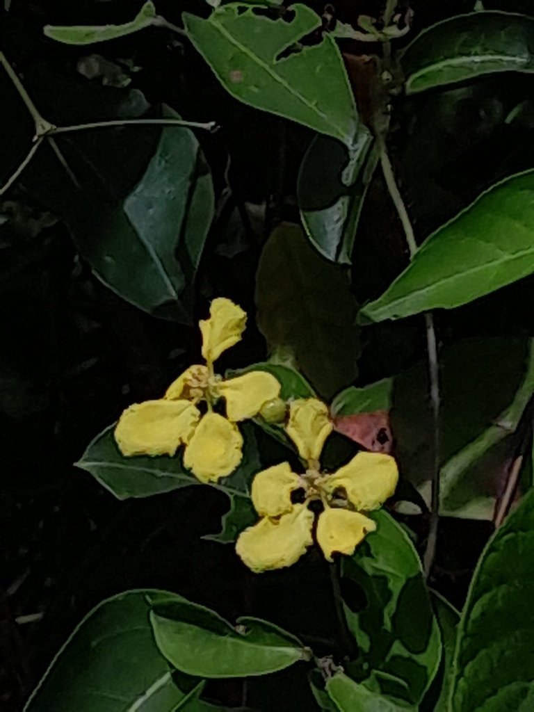 evening primrose family from Purio, Provincia de Los Santos, Panamá on ...