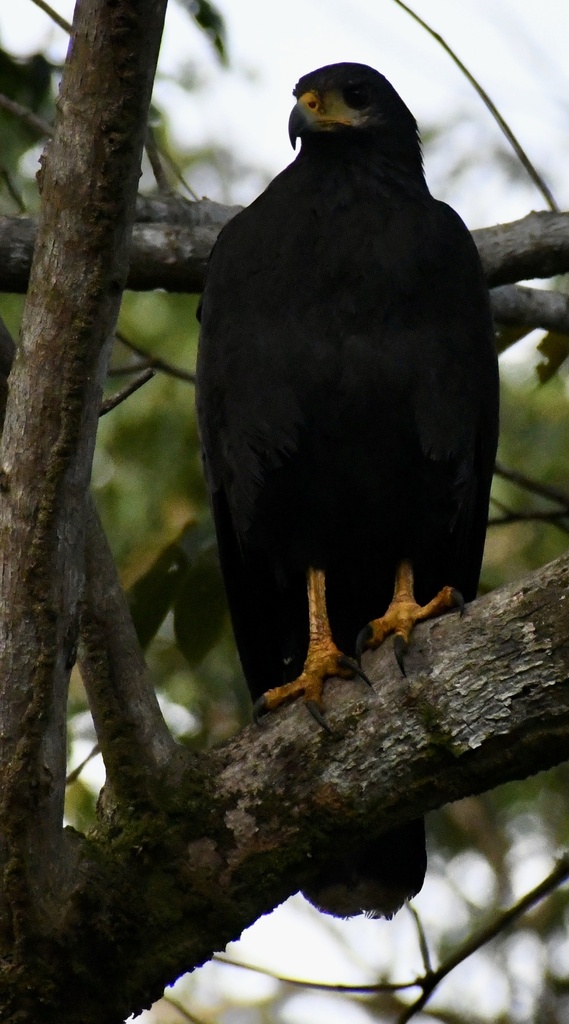 Common Black Hawk from Colón, PA on December 16, 2023 at 07:47 AM by ...