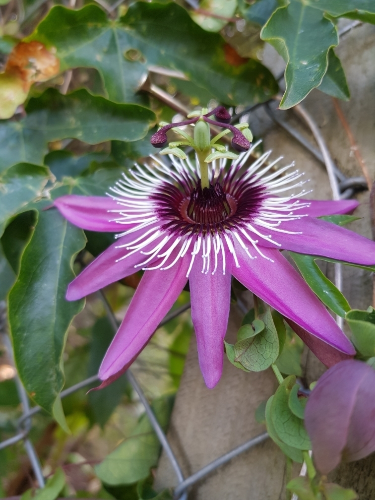 Passiflora 'Victoria' (Passiflora × violacea) - Botanical Realm
