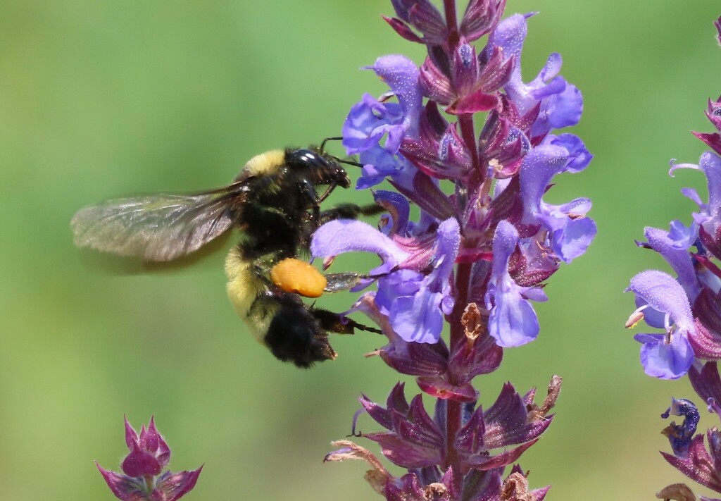 American Bumble Bee from McPherson County, NE, USA on July 16, 2023 at ...