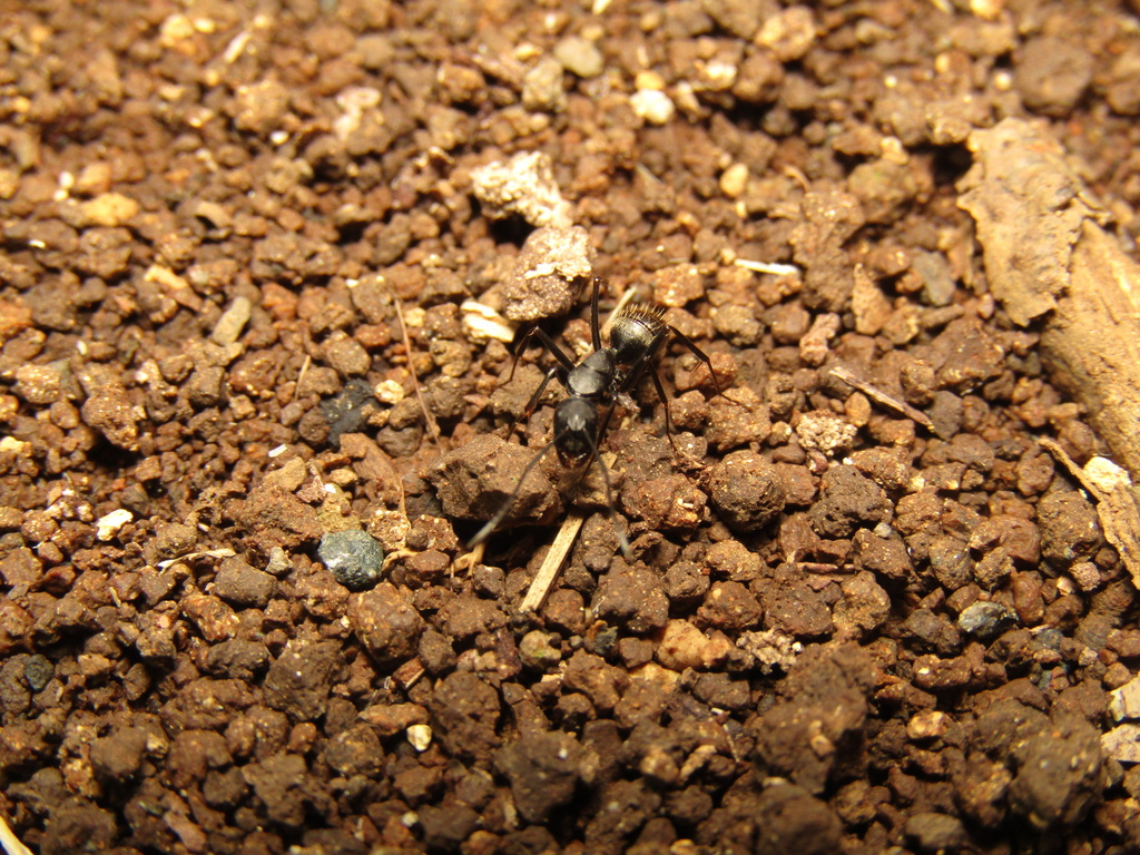 Japanese Carpenter Ant in December 2023 by Shou · iNaturalist