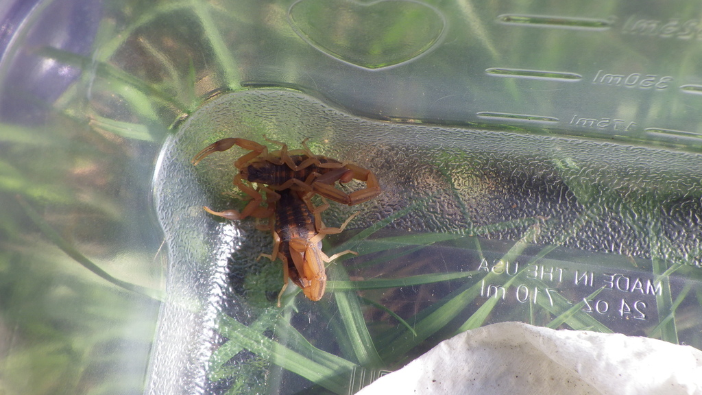 Striped Bark Scorpion from United States on April 16, 2016 by Steven ...
