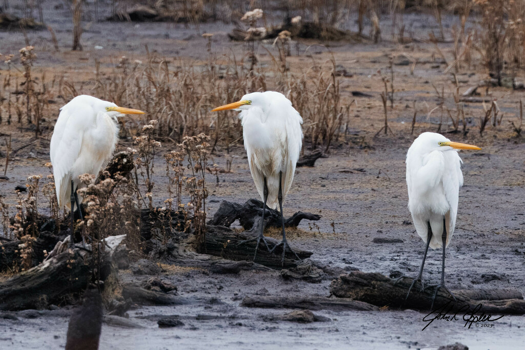 American Great Egret from Kent County, DE, USA on December 06, 2023 at ...