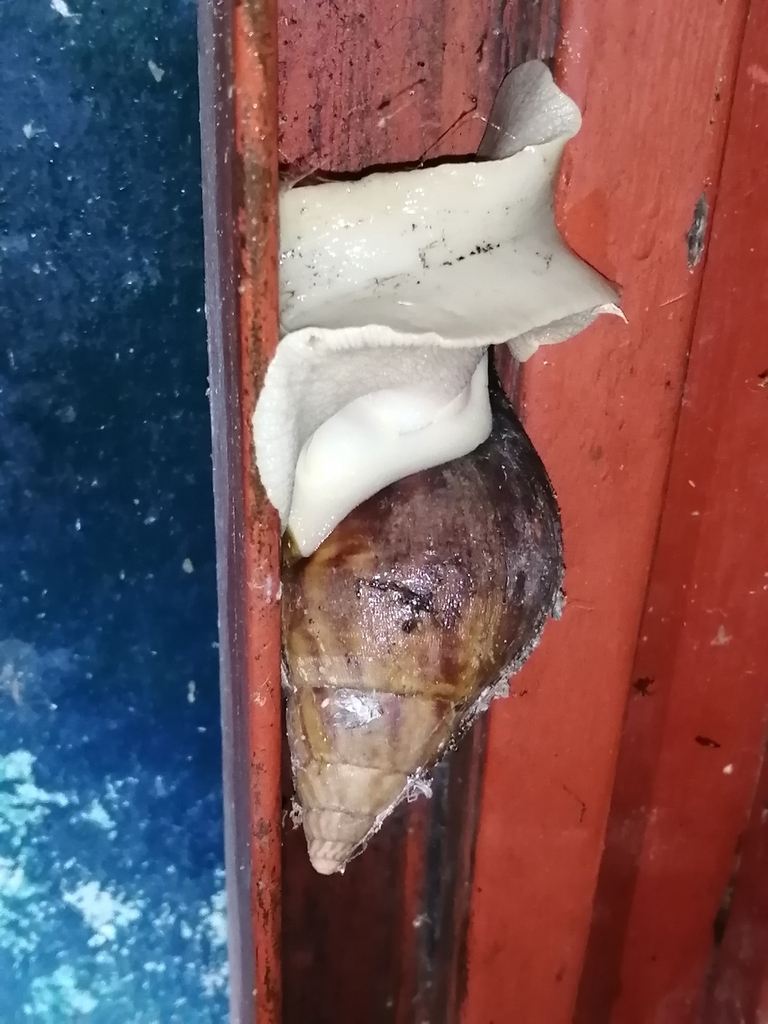 Giant African Land Snails from JHGJ+C38, Ntoumou, Cameroon on November ...