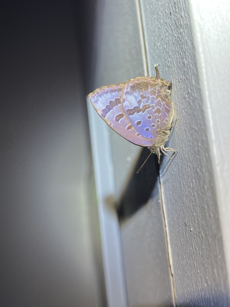 Oakblues from Pa Yup Nai, Amphoe Wang Chan, Rayong, TH on December 16, 2023 at 09:09 PM by ...