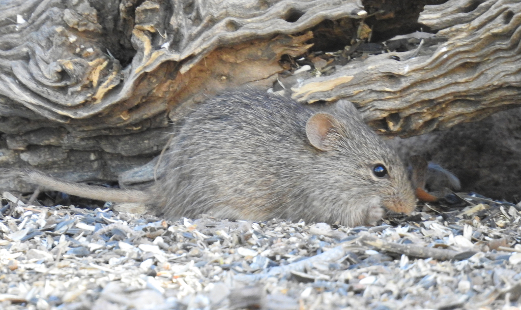 Yellow-nosed Cotton Rat from Portal, AZ 85632, USA on April 6, 2023 by ...