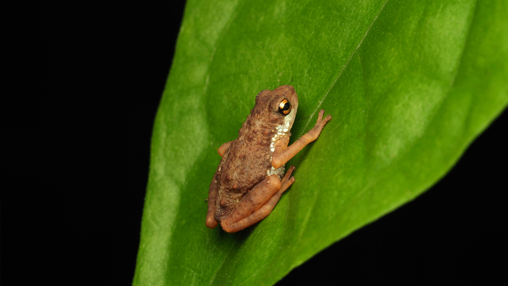 Lowland Dwarf Toad from Kuching, Sarawak, Malaysia on October 17, 2023 ...