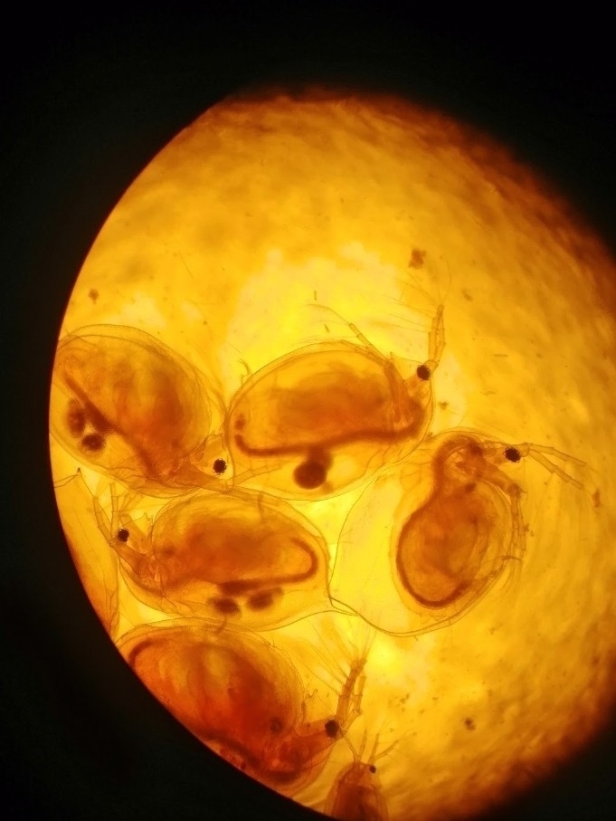 Large Water Flea from 50295 Méx., México on August 9, 2023 by Flor ...