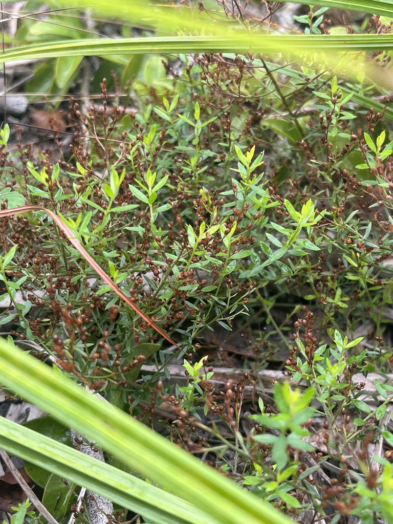 Deckert's pinweed from Melbourne Beach, FL, US on December 16, 2023 at ...