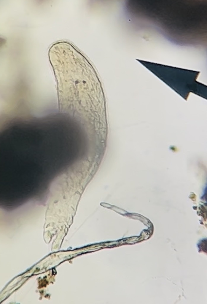 Macrostomum from SW 130th Ave, Miami, FL, US on December 16, 2023 at 11 ...