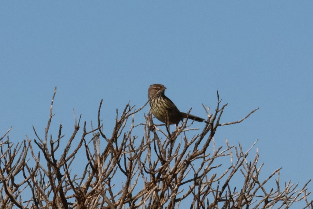 Western Fieldwren from Pt Ann walk, Fitzgerald River National Park WA ...