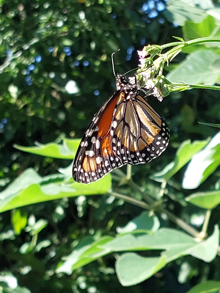 Southern Monarch from Cementerio, Zárate, Provincia de Buenos Aires ...