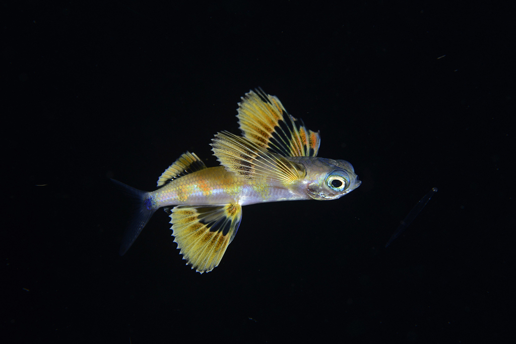 Prognichthys from Le Carbet, MQ-SP, MQ on February 27, 2023 at 02:47 AM ...