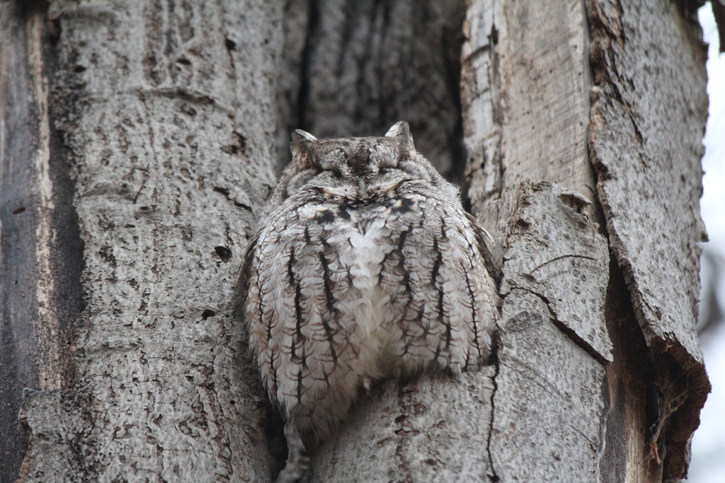 Eastern Screech-Owl from Waterloo, ON, Canada on December 16, 2023 at ...