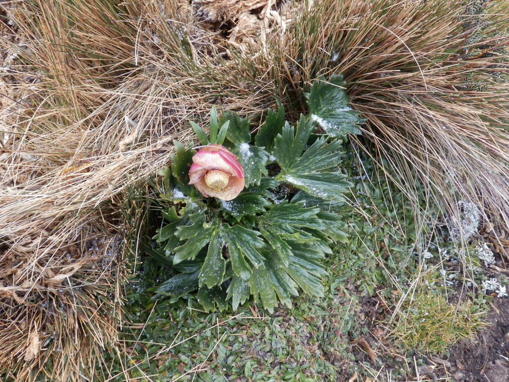 Krapfia weberbaueri in August 2016 by jeanjacquesgodon · iNaturalist