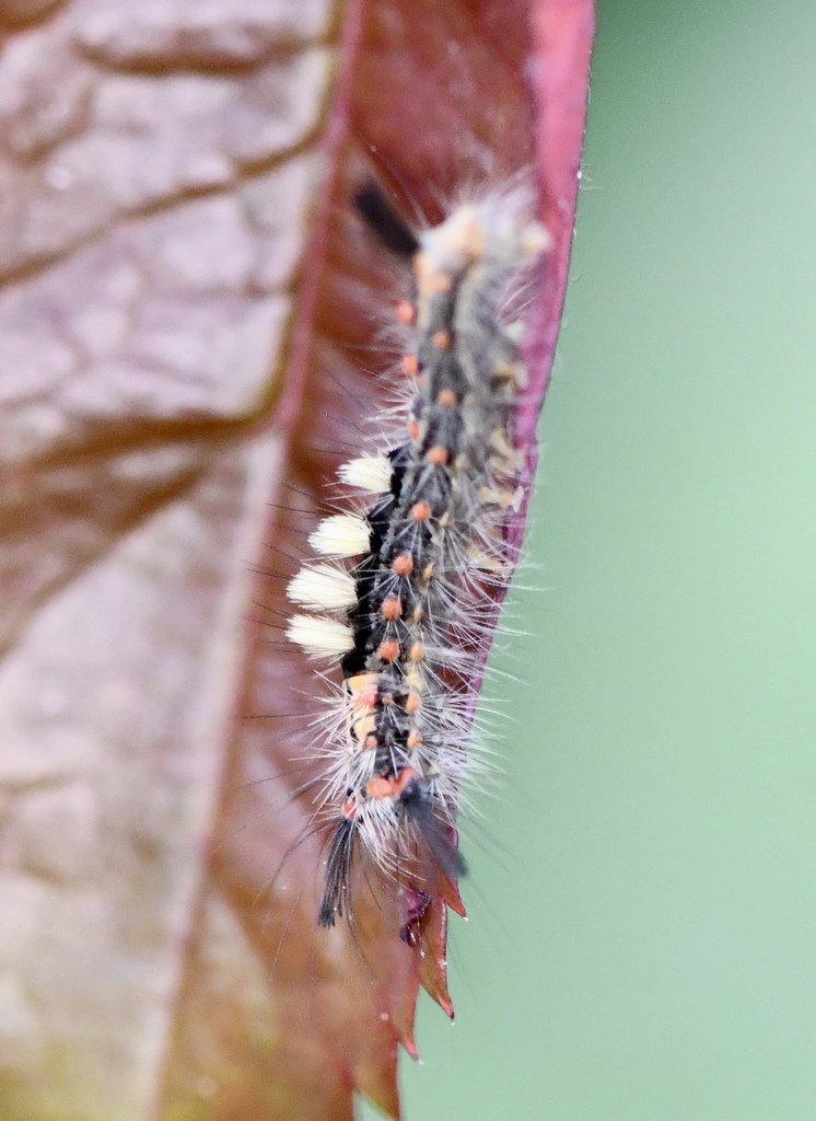 Rusty Tussock Moth from Braunschweig-Heidberg-Melverode, Germany on May ...