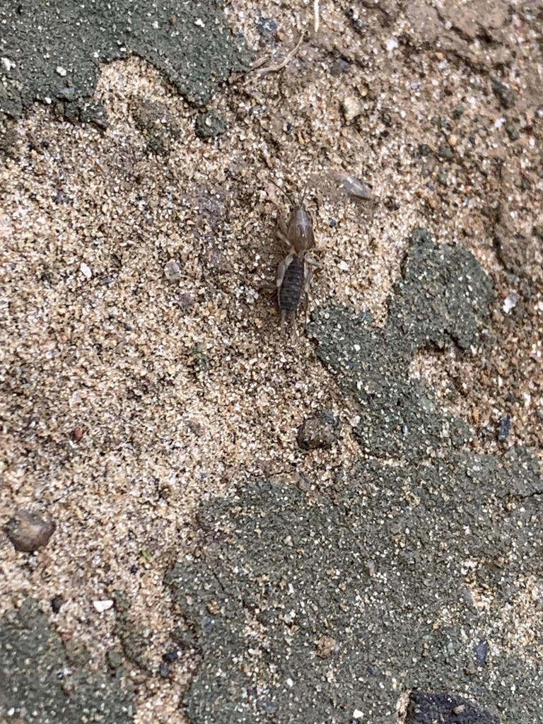 Mole Crickets from Madagascar, Província de Fianarantsoa, MG on ...