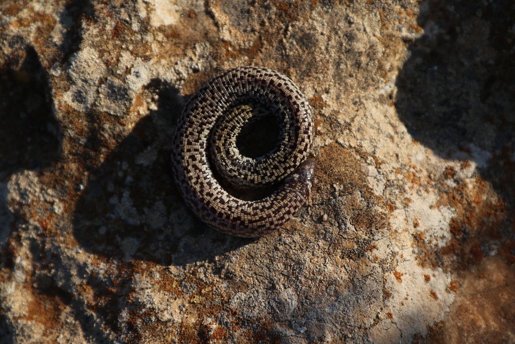 Checkerboard Worm Lizard from Essaouira, Maroko on January 3, 2019 at ...