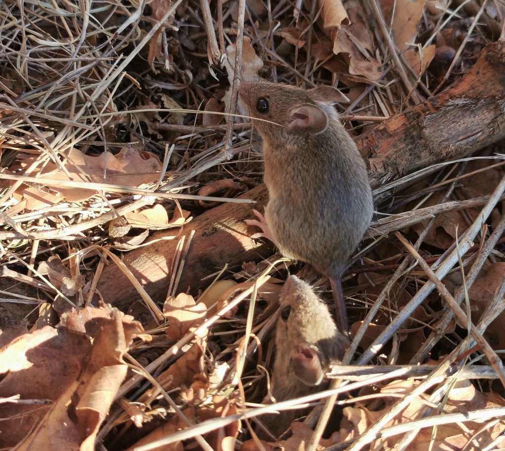 Algerian Mouse from 04210 Valensole, France on December 16, 2023 at 03: ...