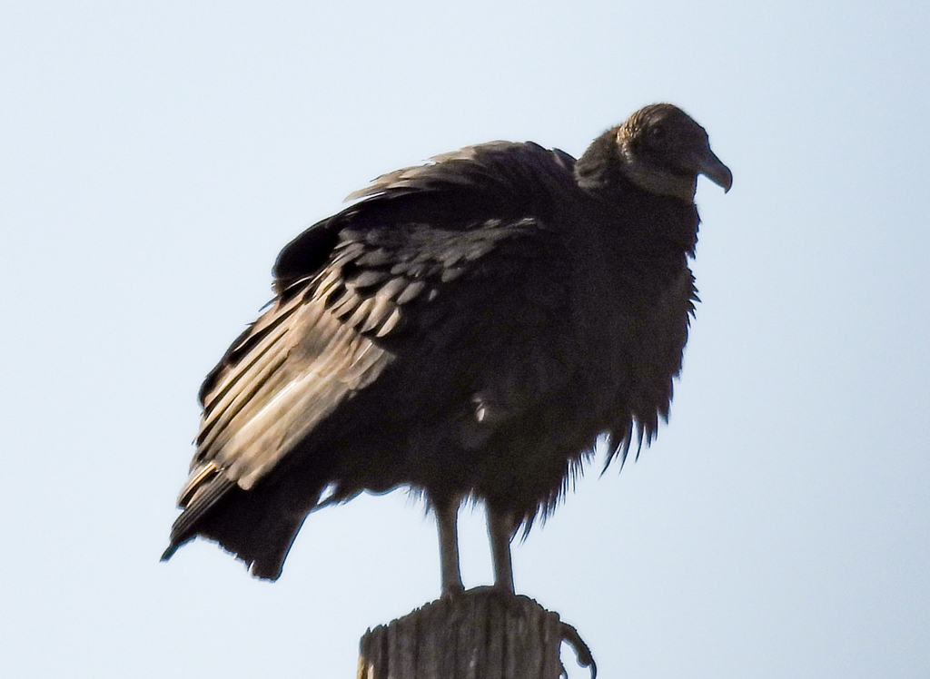 Black Vulture from Grayson County, TX, USA on December 16, 2023 at 10: ...