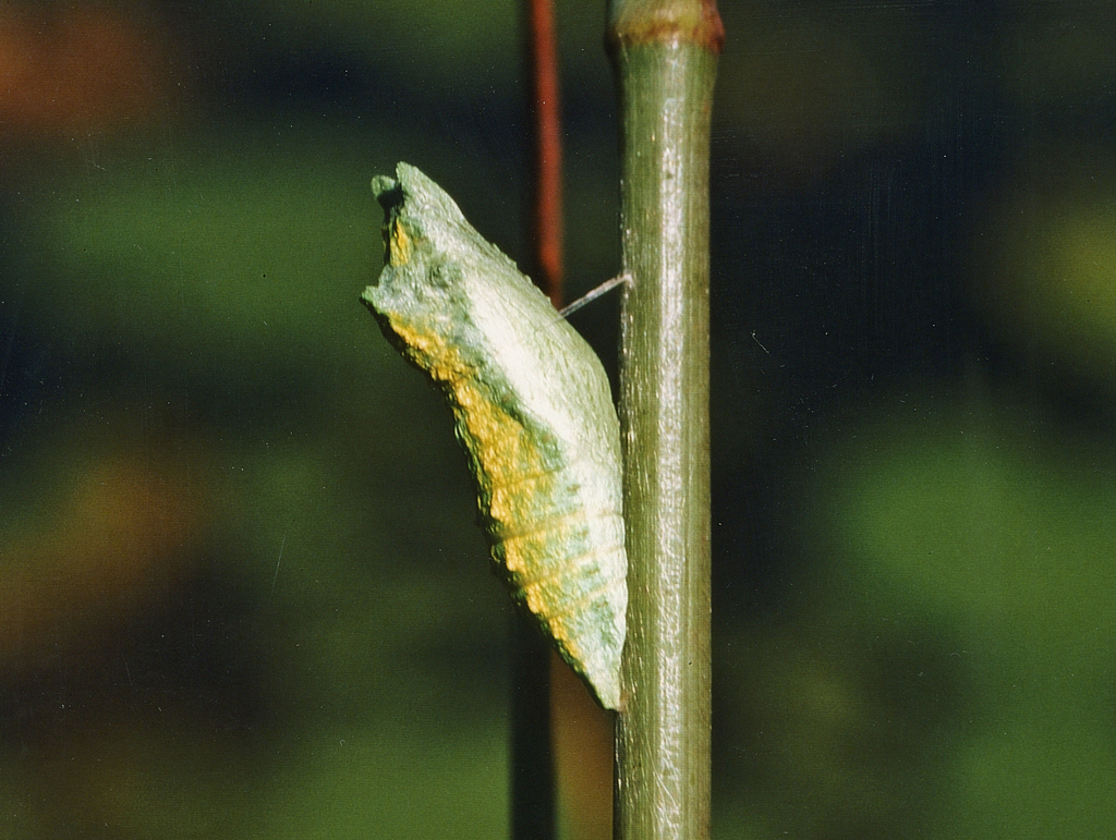 Black Swallowtail from Ware County, GA, USA on October 1, 2000 by Wolf ...