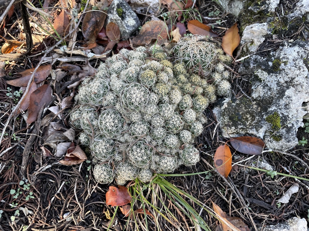 Grooved nipple cactus from Travis Northwest, Leander, TX, US on ...