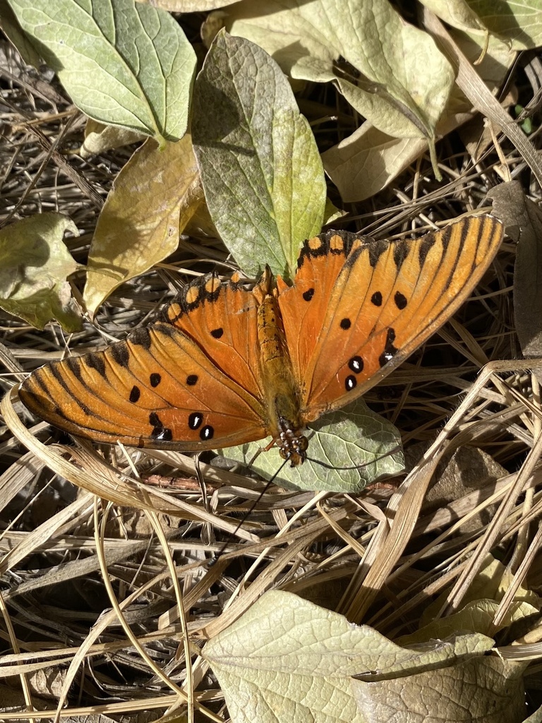 Gulf Fritillary from E First St, Tucson, AZ, US on December 16, 2023 at ...