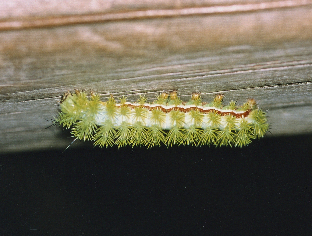 Io Moth from Congaree National Park, South Carolina, USA on October 4 ...
