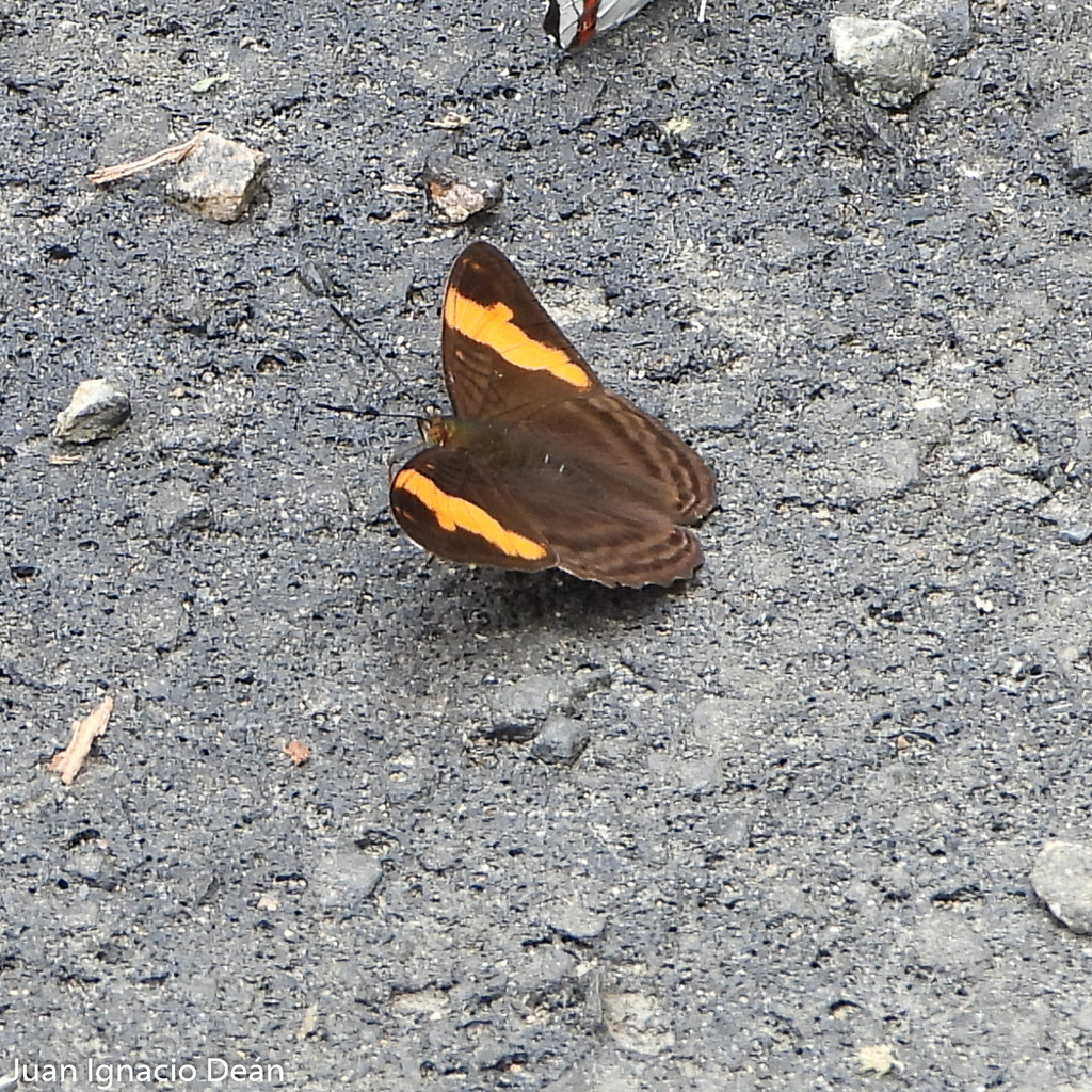 Butterflies from Paucartambo, Perú on October 4, 2023 at 01:35 PM by ...