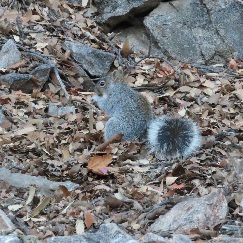 Arizona Gray Squirrel from Sierra Vista, AZ, USA on December 16, 2023 ...