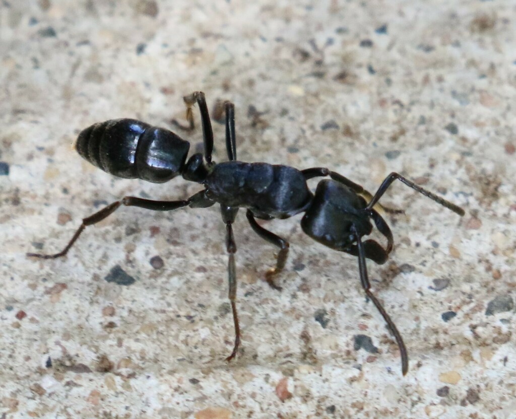 African stink ant from uMkhanyakude District Municipality, South Africa ...