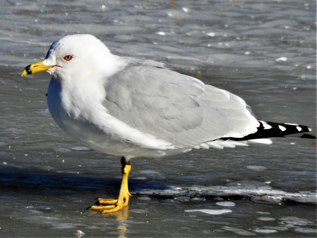 Ring-billed Gull from Fundy-St. Martins, NB, Canada on December 16 ...