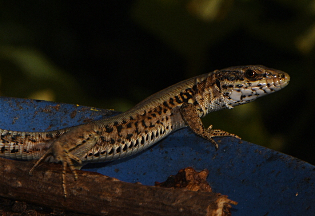 Common Wall Lizard from Francin, 73800 Porte-de-Savoie, France on July ...
