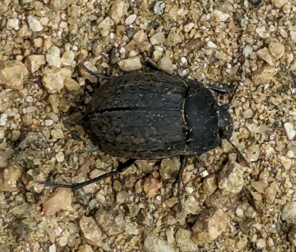 Water, Rove, Scarab, Long-horned, Leaf, and Snout Beetles from Cabo ...
