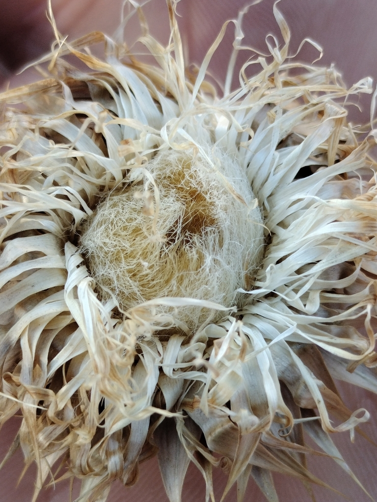 New Mexico thistle from Golden, CO, USA on December 16, 2023 at 12:55 ...