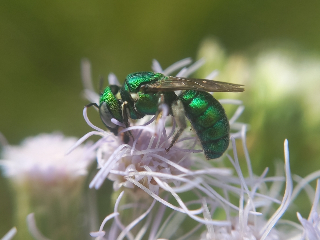 Pithitis from WHXR+C9M Walk way, Mavalli, Bengaluru, Karnataka 560004 ...