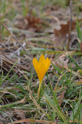 Crocus gargaricus · NaturaLista Colombia