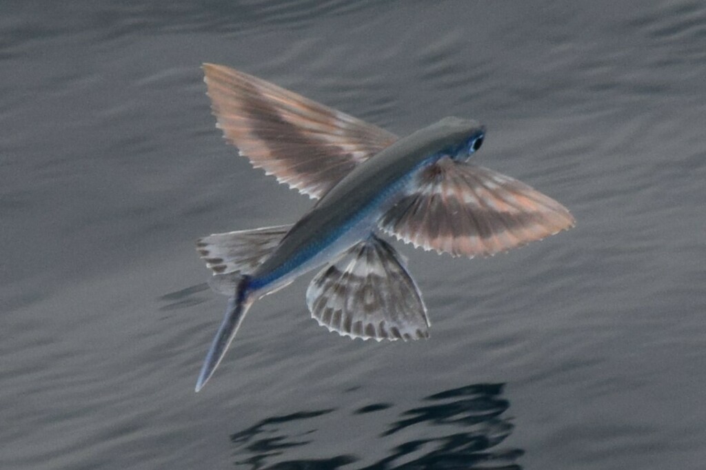 Spotfin Flyingfish on December 16, 2023 at 02:18 PM by dougiewainwright ...