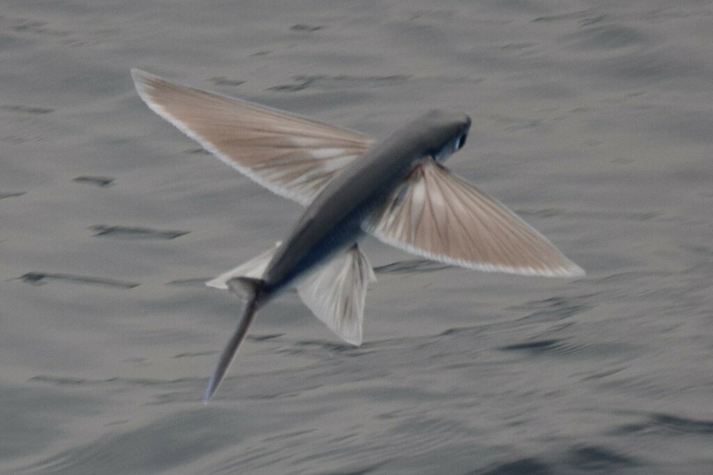 Fourwing Flyingfish on December 16, 2023 at 02:37 PM by ...