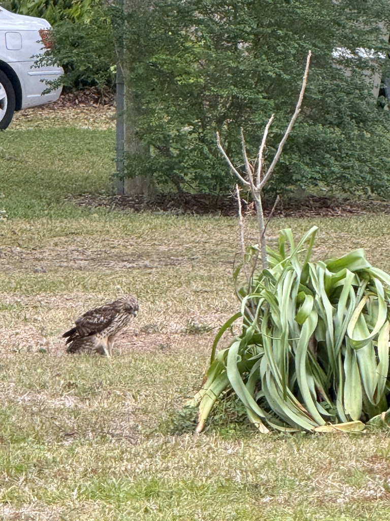 Red-shouldered Hawk from Wind Drift Ln, Gautier, MS, US on December 16 ...