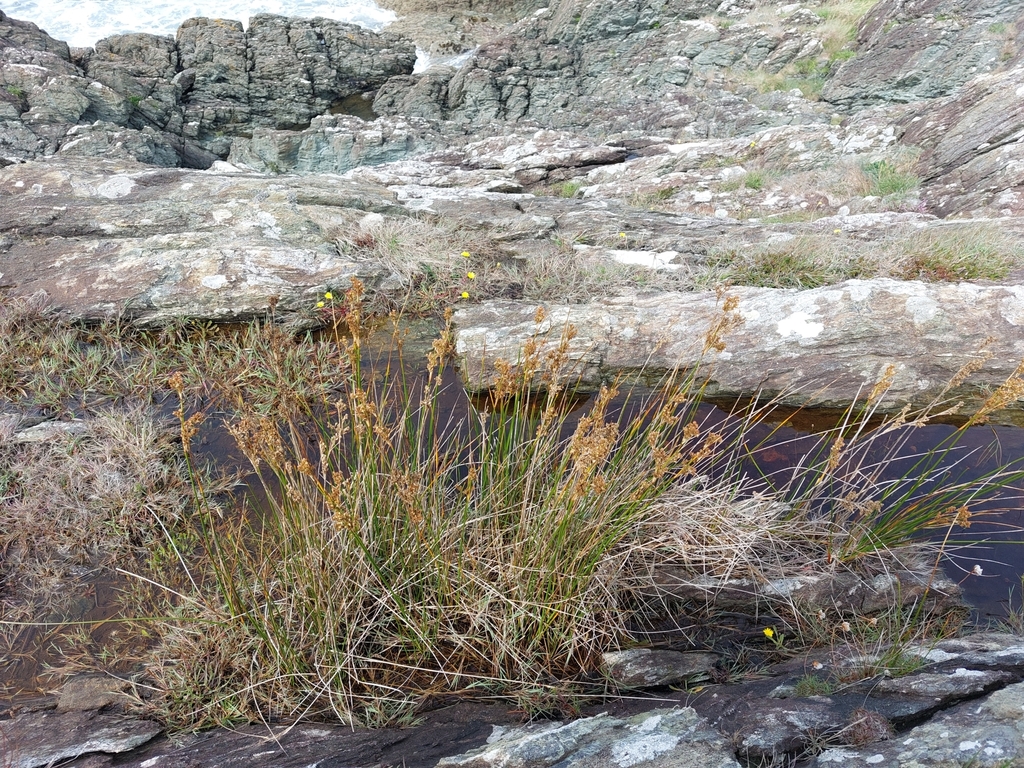 Sea Rush from Amlwch LL68, UK on August 3, 2023 at 03:22 PM by Jennifer ...