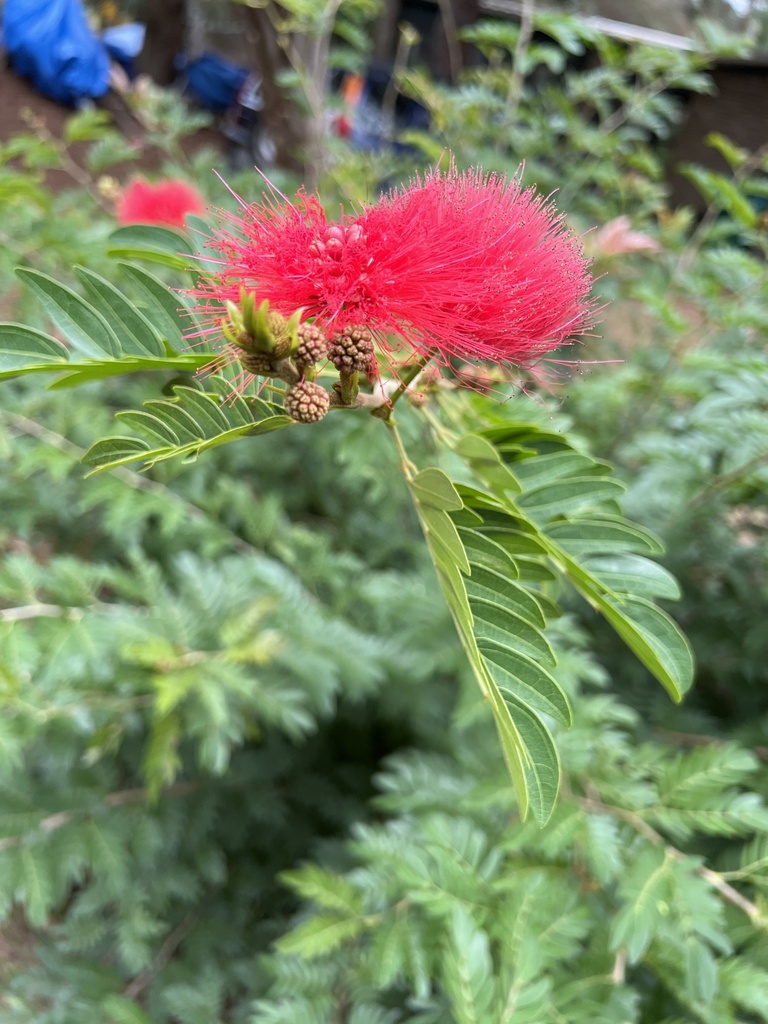 scarlet powder-puff from Dauphin Island, Dauphin Island, AL, US on ...