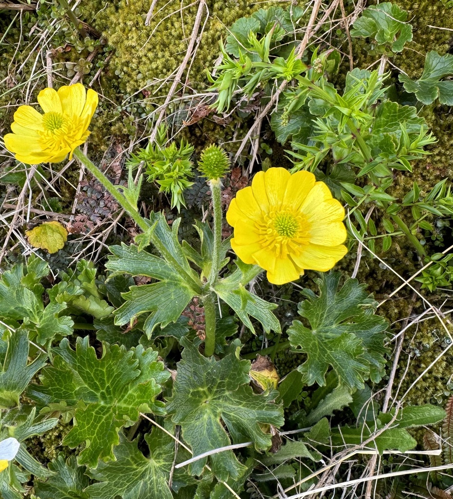 Mount Egmont Buttercup from Egmont National Park, Egmont National Park ...