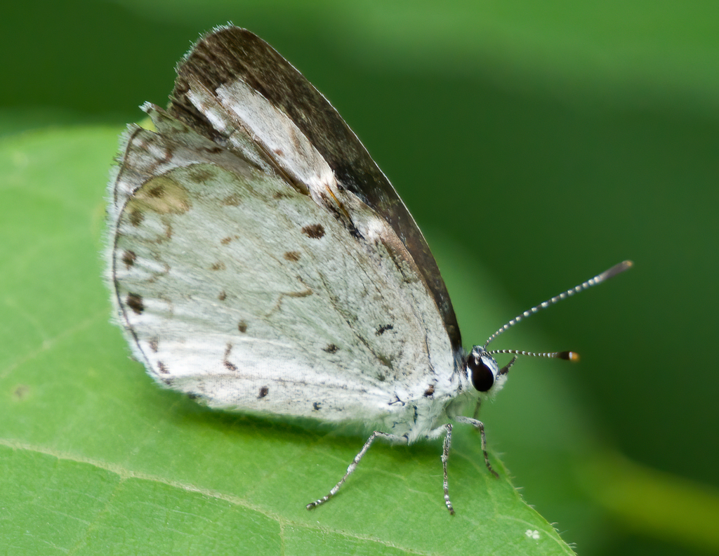 Summer Azure from Golden Valley, MN, USA on July 20, 2023 at 09:16 AM ...